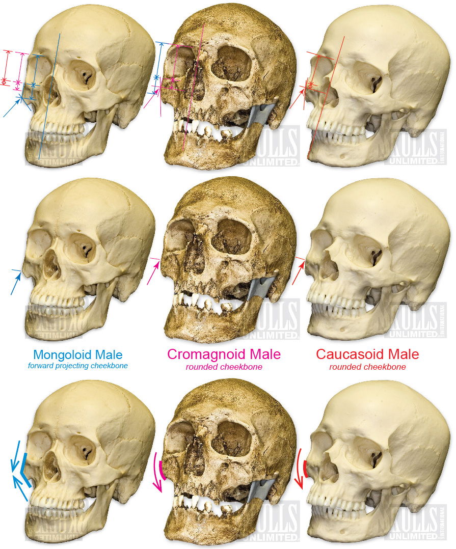 Classify Skull - Page 2